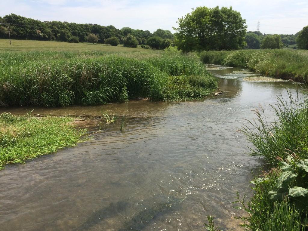 Water Meadows - Giles Wheeler Bennett